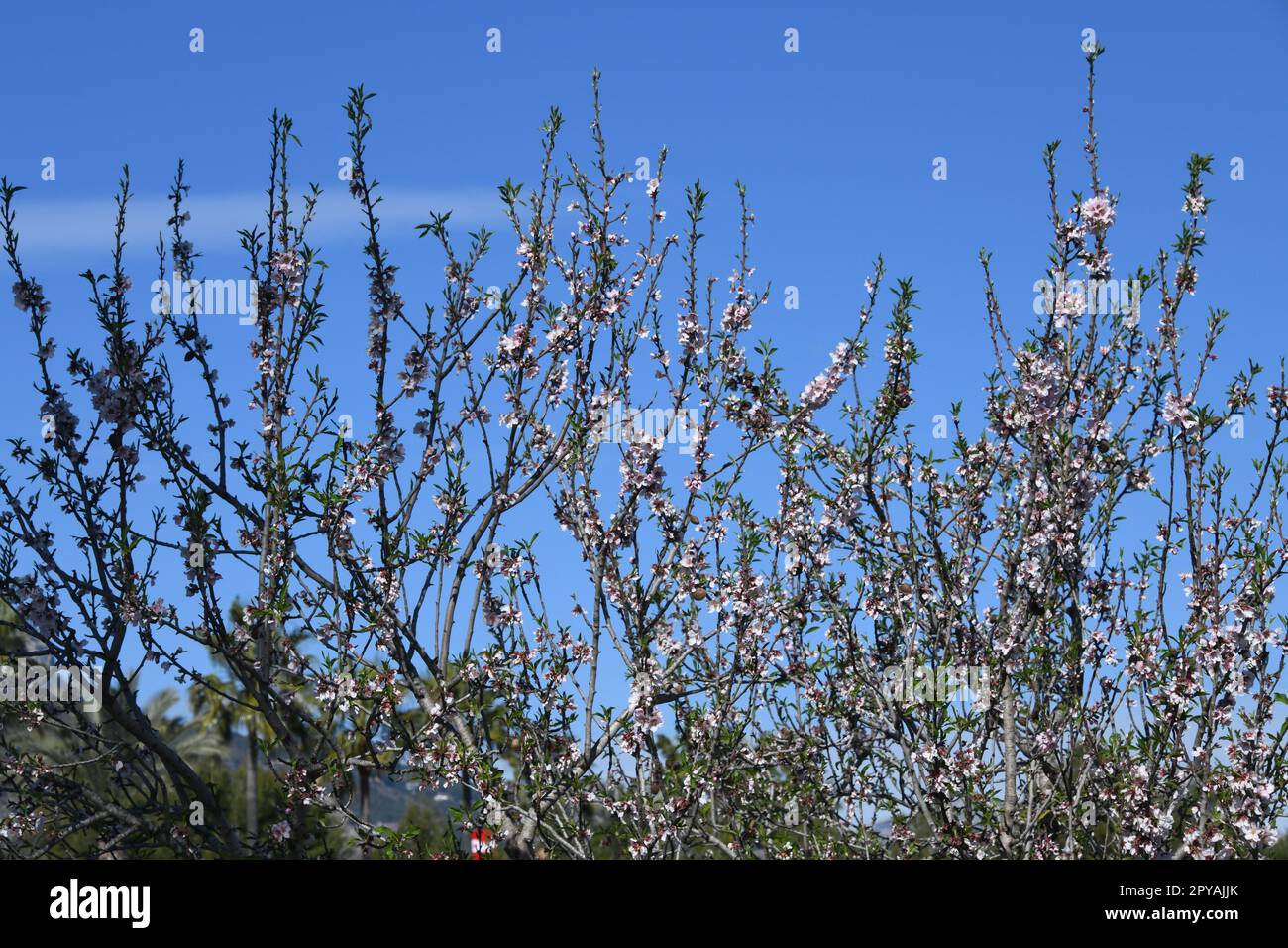 Almond blossoms on almond tree at the Costa Blanca, province of ...