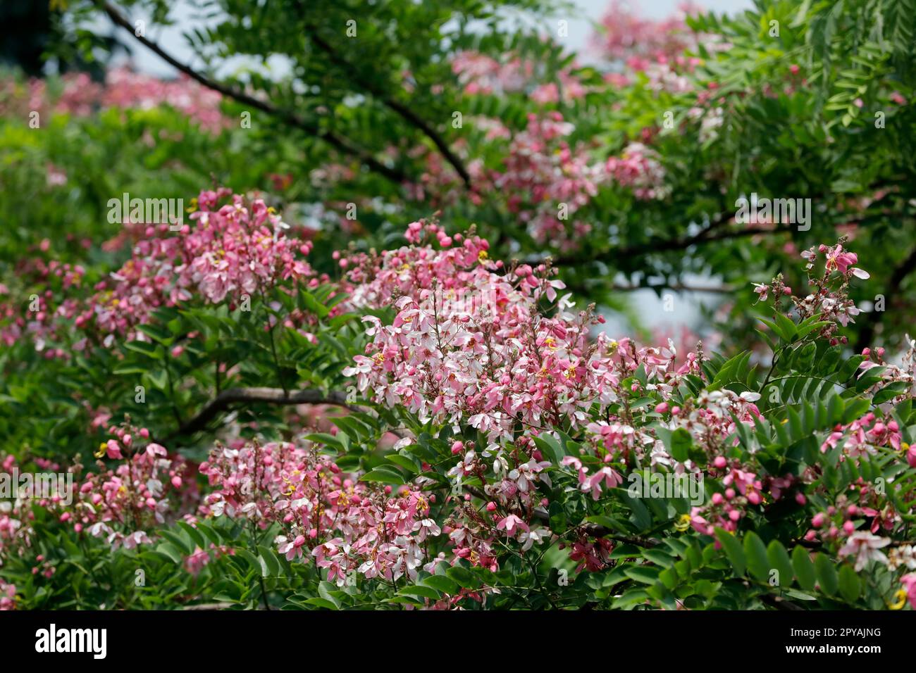 Dhaka, Bangladesh - April 25, 2023: A Burmese pink cassia tree covered ...