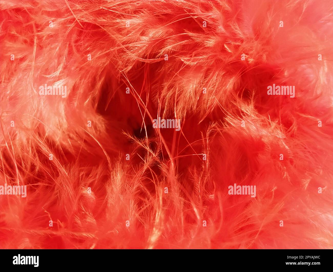 Scarlet collar hi-res stock photography and images - Alamy