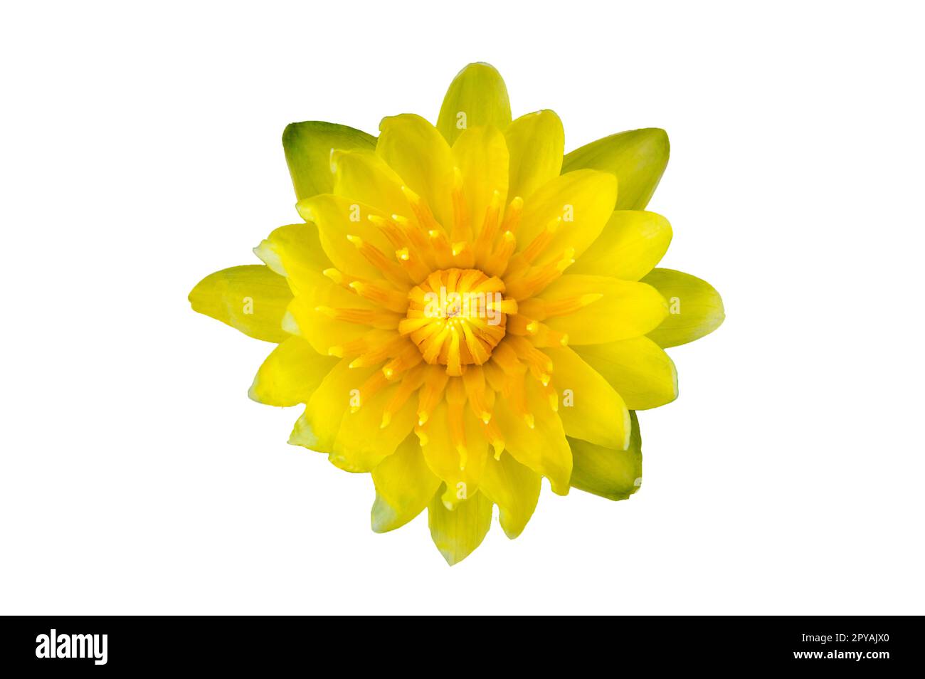 Yellow Lotus Flower Wallpaper