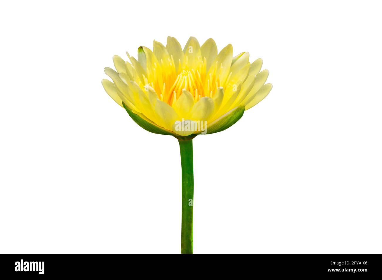 Yellow lotus flower on white background. Isolate Stock Photo - Alamy