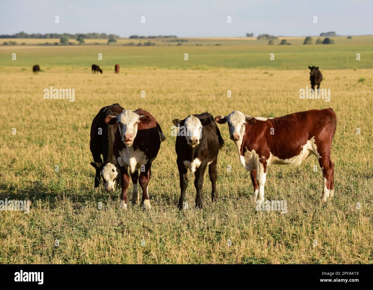 Cattle in Pampas countryside, La Pampa Province, Patagonia, Argentina ...
