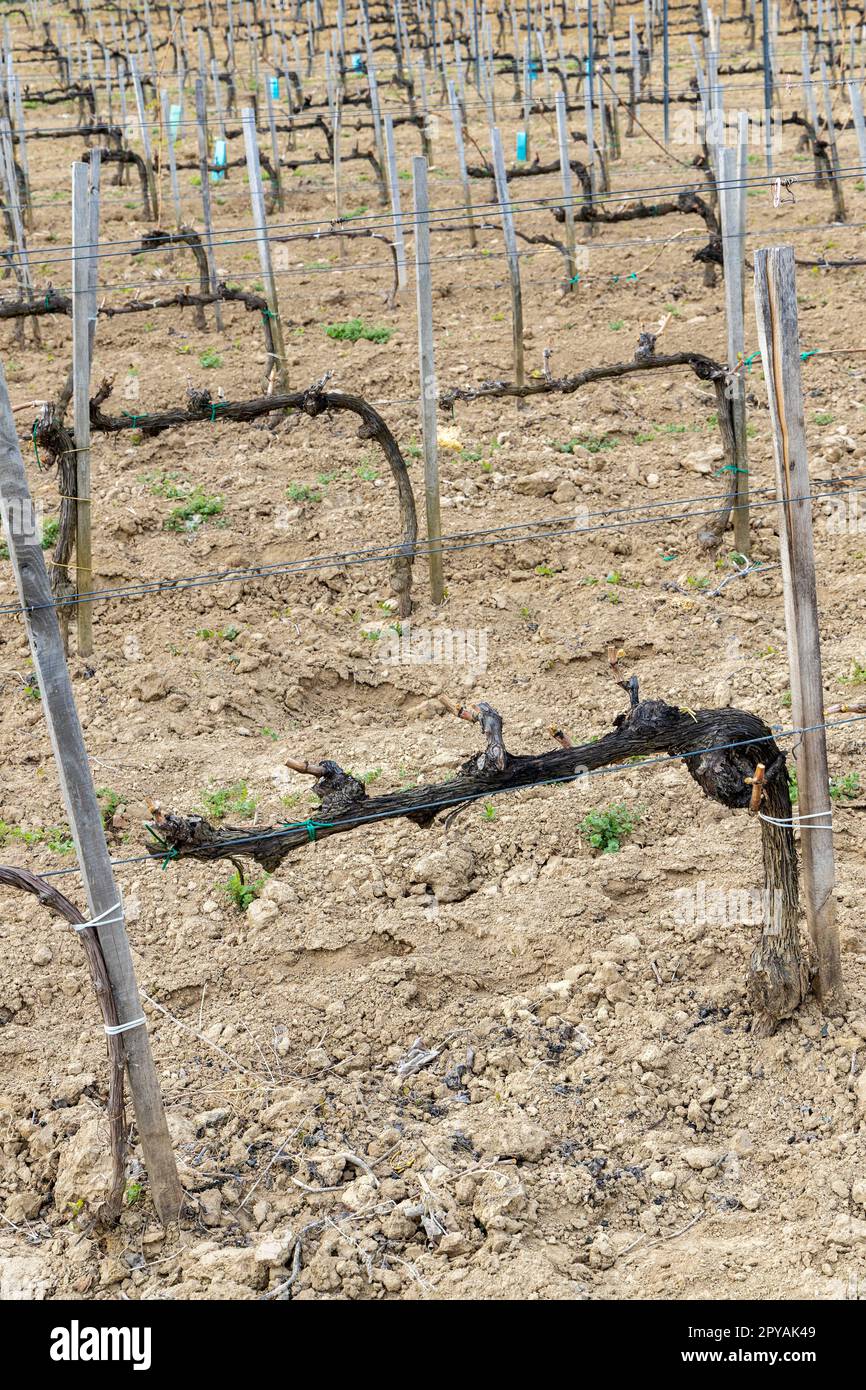 early spring vineyard in Szekszard region, Hungary Stock Photo - Alamy