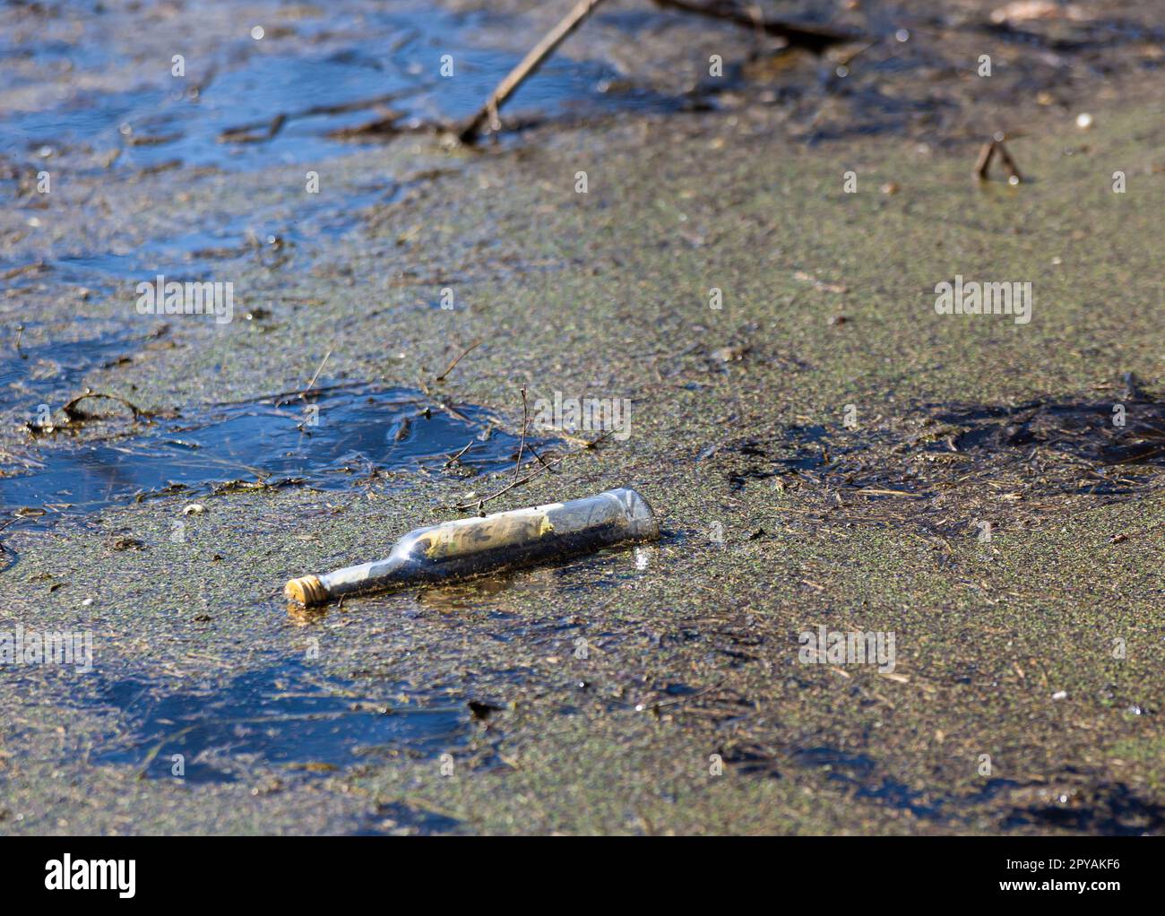 A glass bottle in muddy water in the forest, discarded by man ...