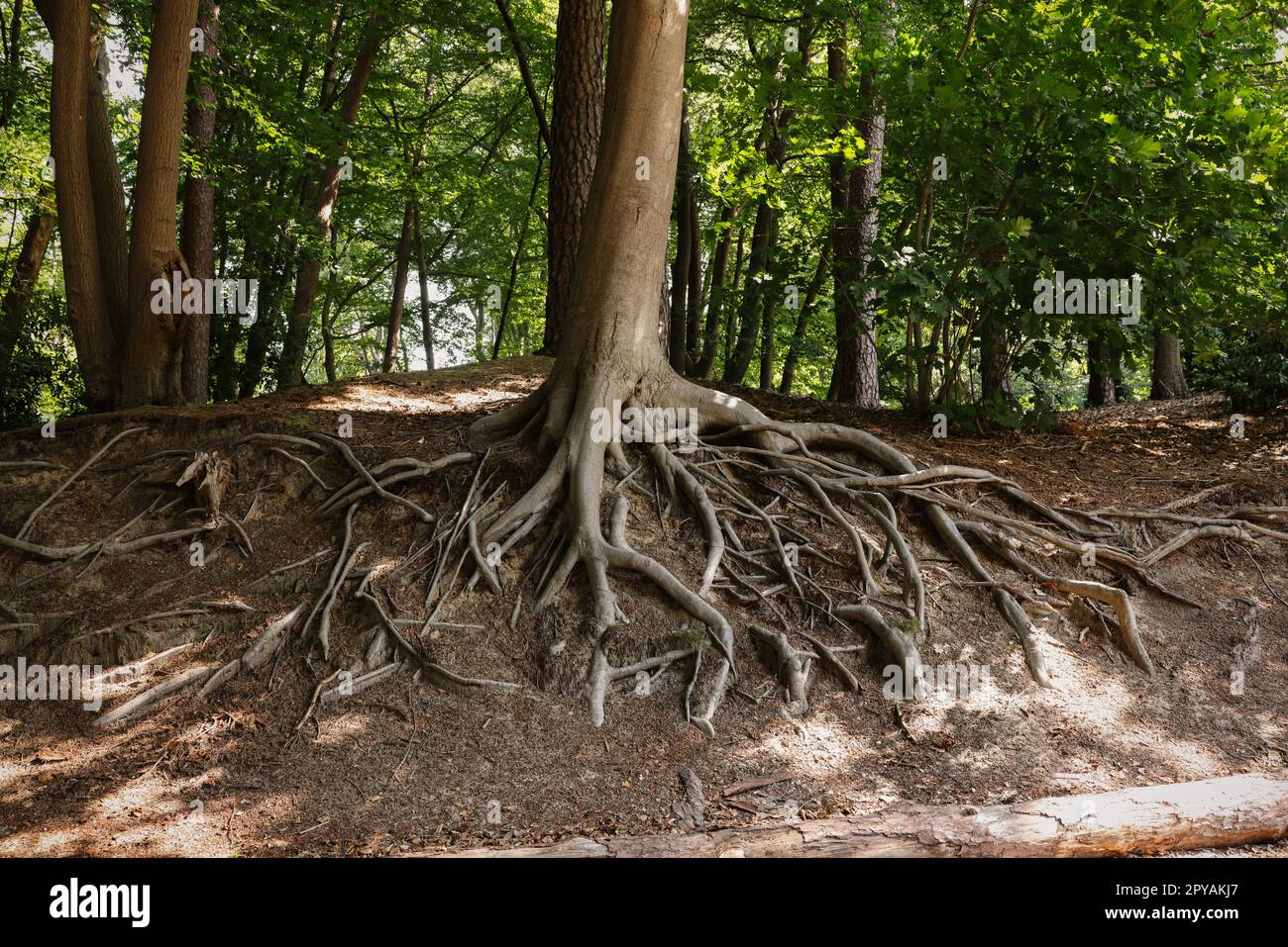 Tree roots visible through ground in forest Stock Photo - Alamy