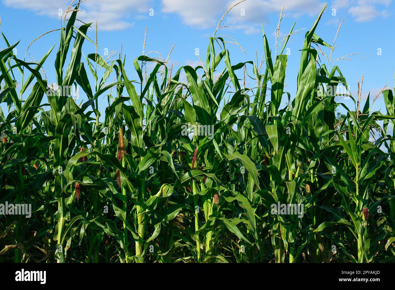 Beautiful view of corn growing in field Stock Photo - Alamy