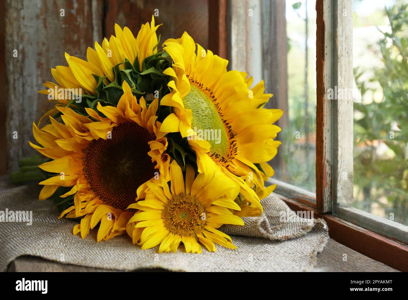 Beautiful sunflowers on cloth near window indoors Stock Photo - Alamy