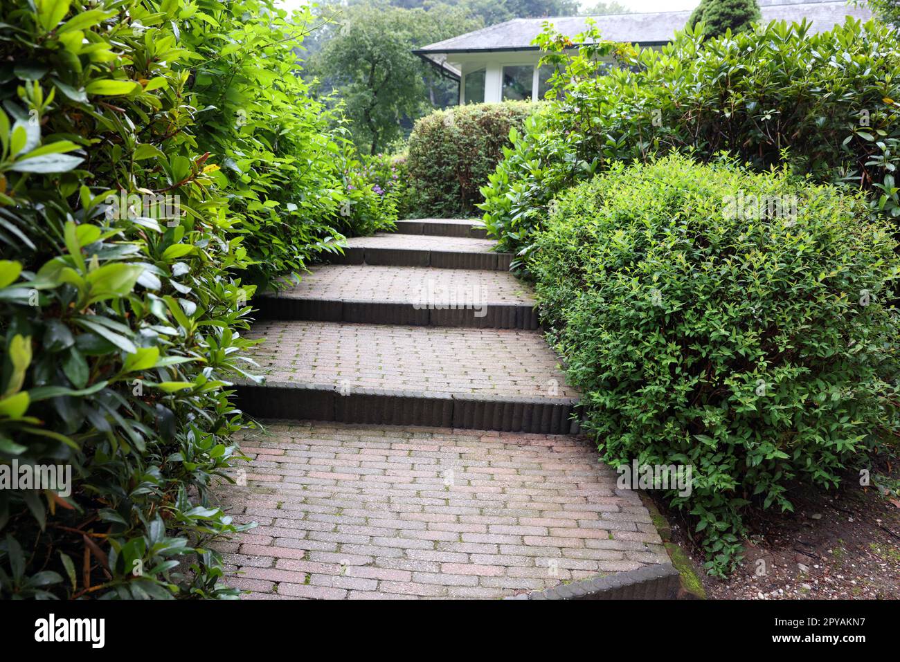 Lovely garden with green shrubbery and paved stairs. Landscape design ...