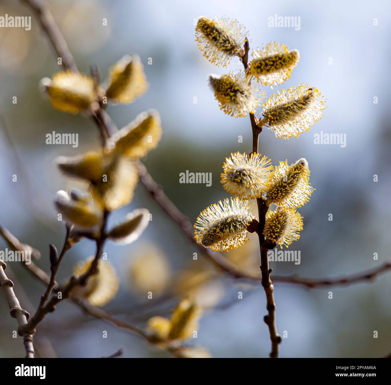 Sprig of young willow with yellow pollen on fluffy flowers on a blue ...