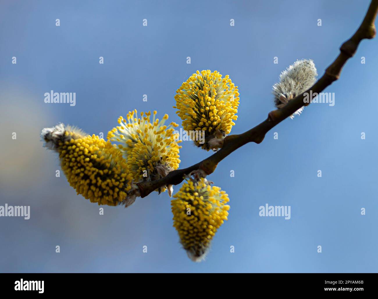 Sprig of young willow with yellow pollen on fluffy flowers on a blue ...