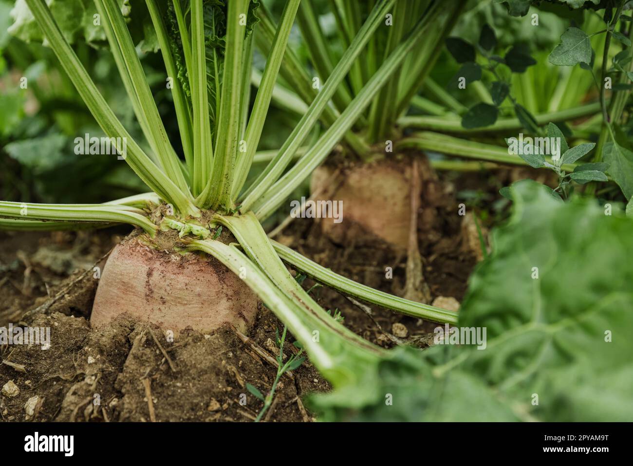 White beet plants with green leaves growing in soil, closeup Stock ...