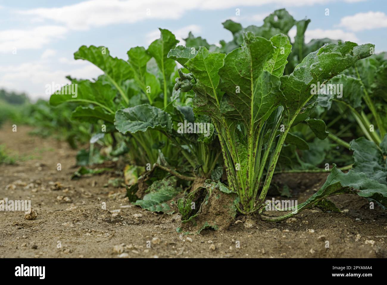 White beet plants with green leaves growing in field Stock Photo - Alamy