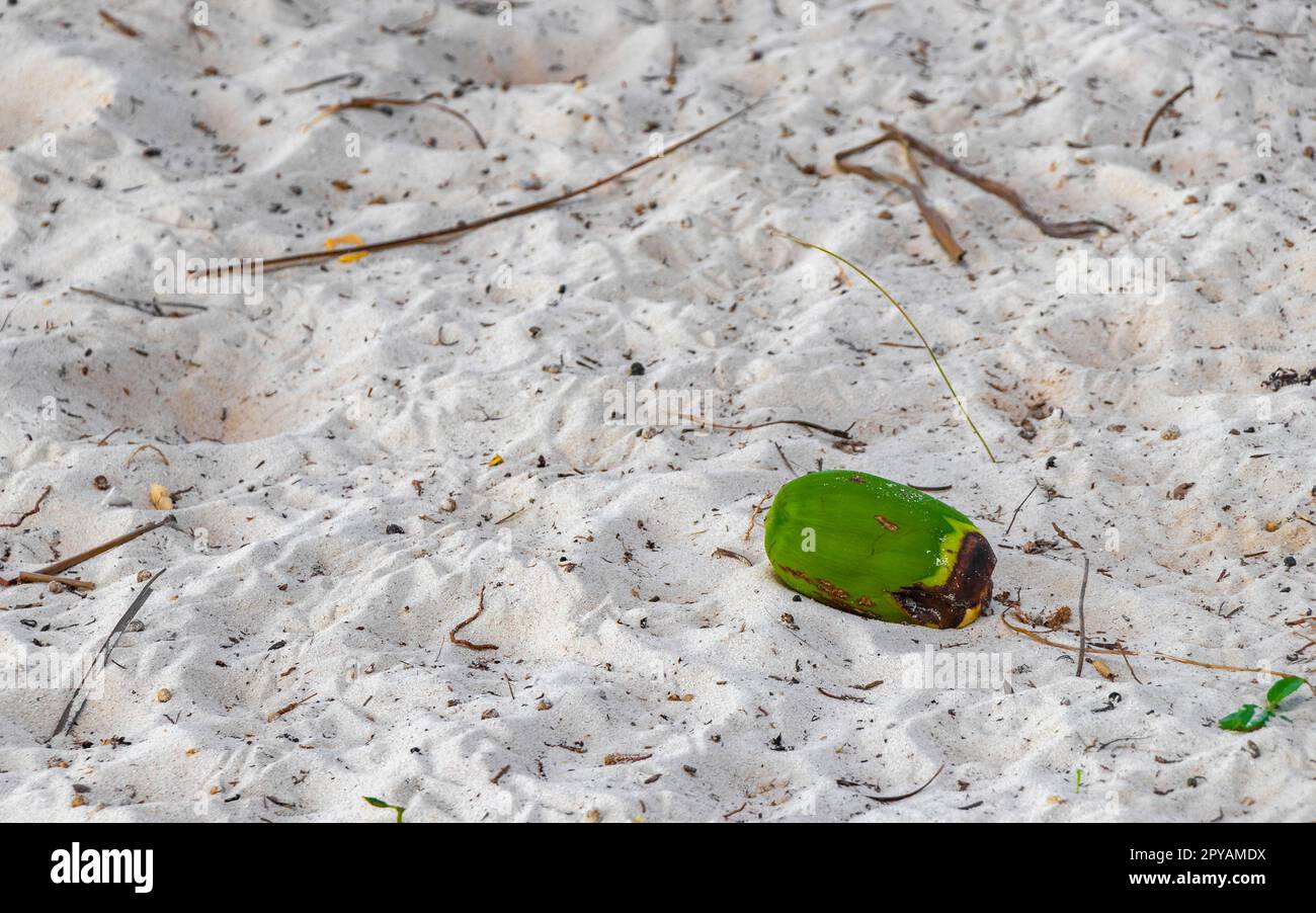 Old fallen coconut lies on the beach and rots away in Playa del Carmen ...