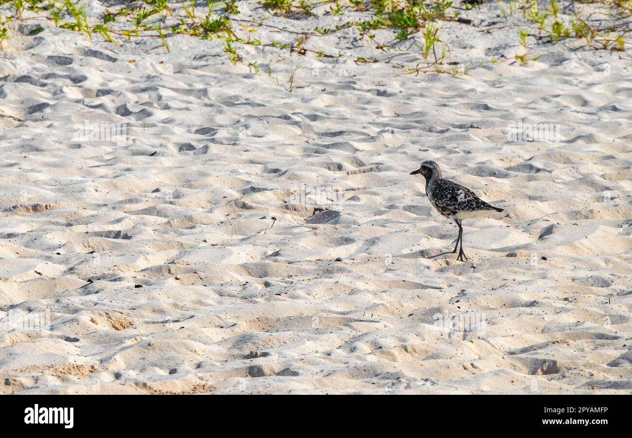 Sandpiper snipe sandpipers bird birds eating sargazo on beach Mexico ...