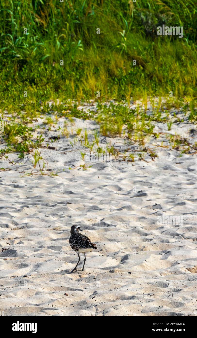 Sandpiper snipe sandpipers bird birds eating sargazo on beach Mexico ...