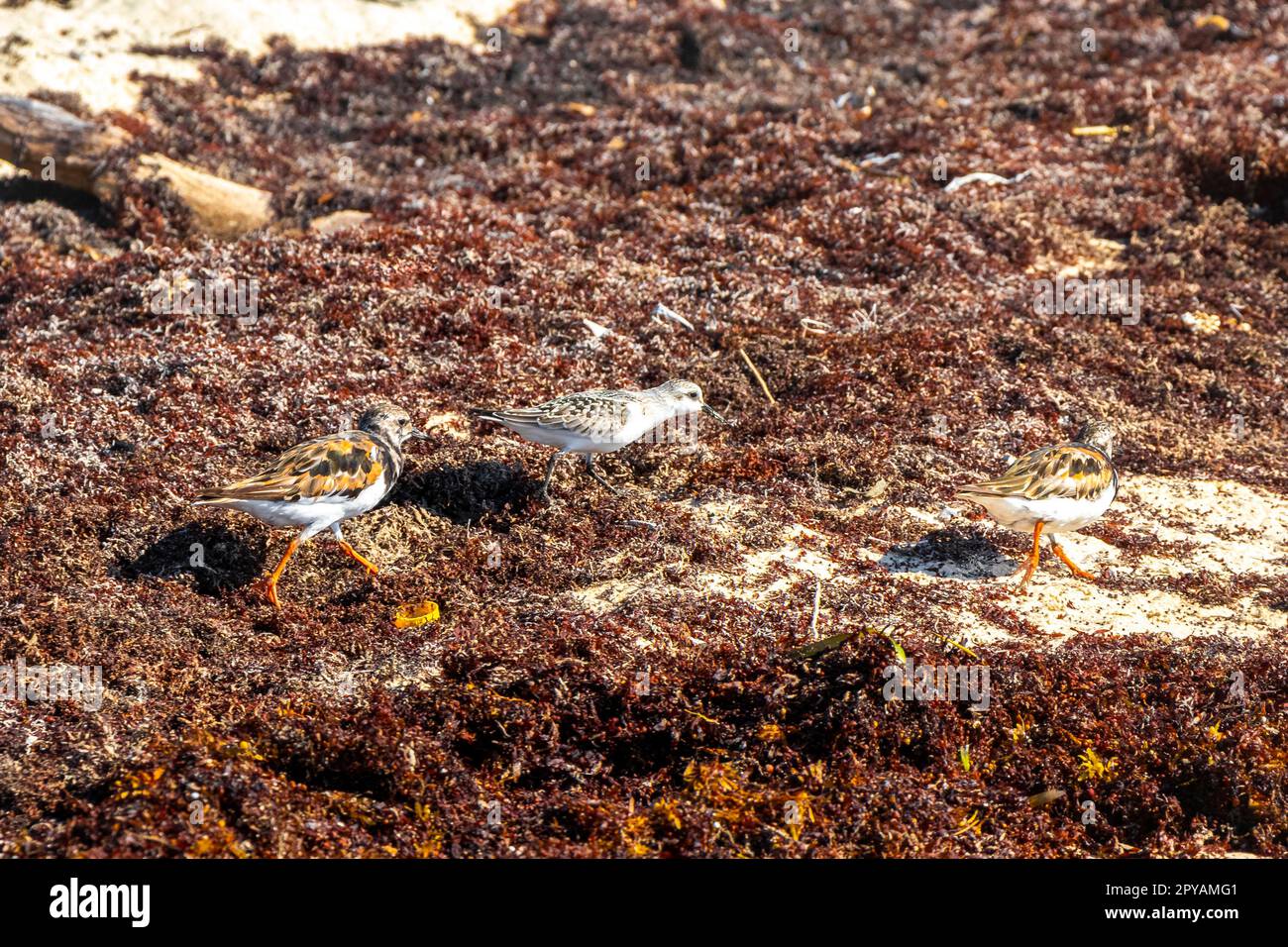 Sandpiper snipe sandpipers bird birds eating sargazo on beach Mexico ...