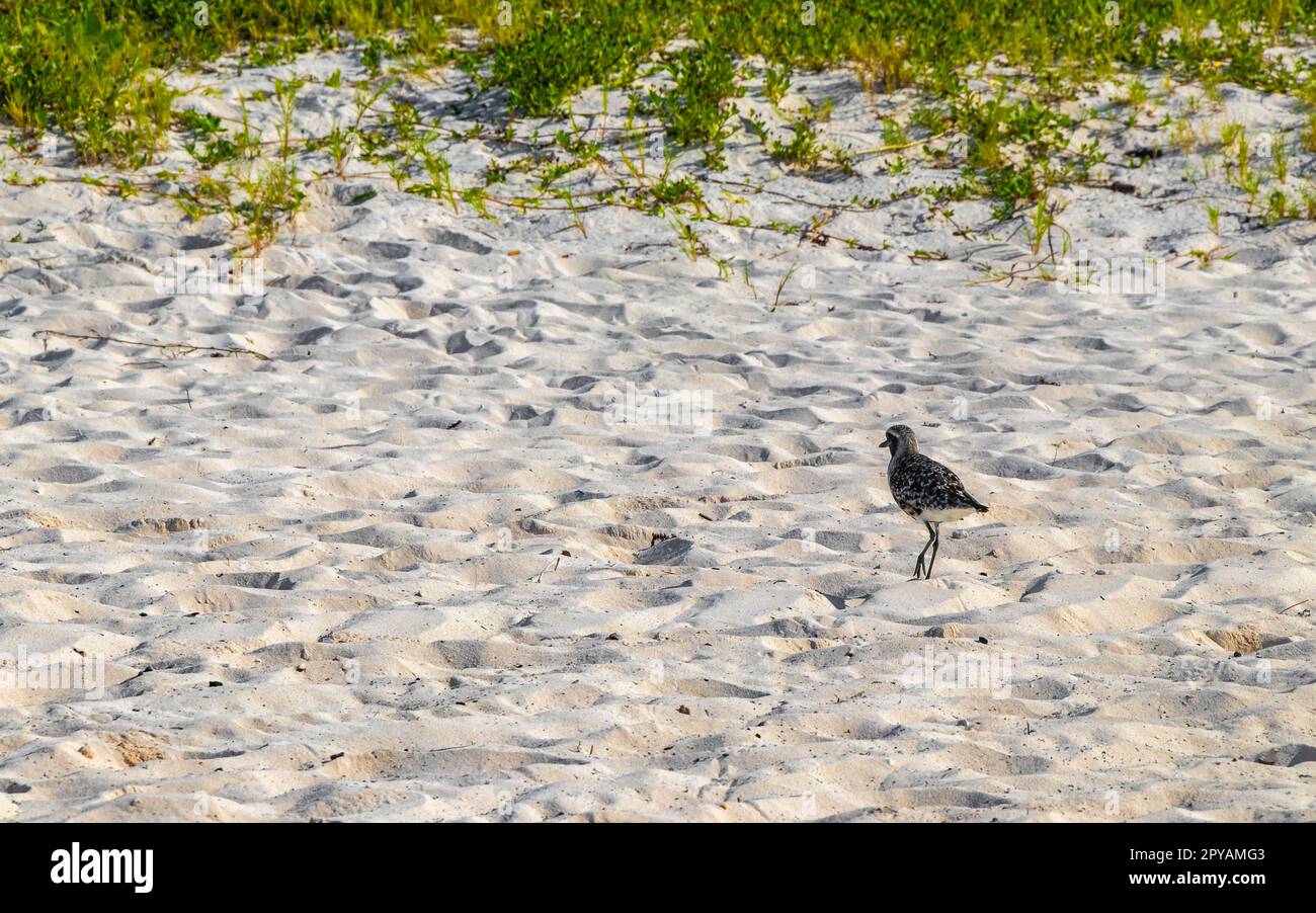 Sandpiper snipe sandpipers bird birds eating sargazo on beach Mexico ...