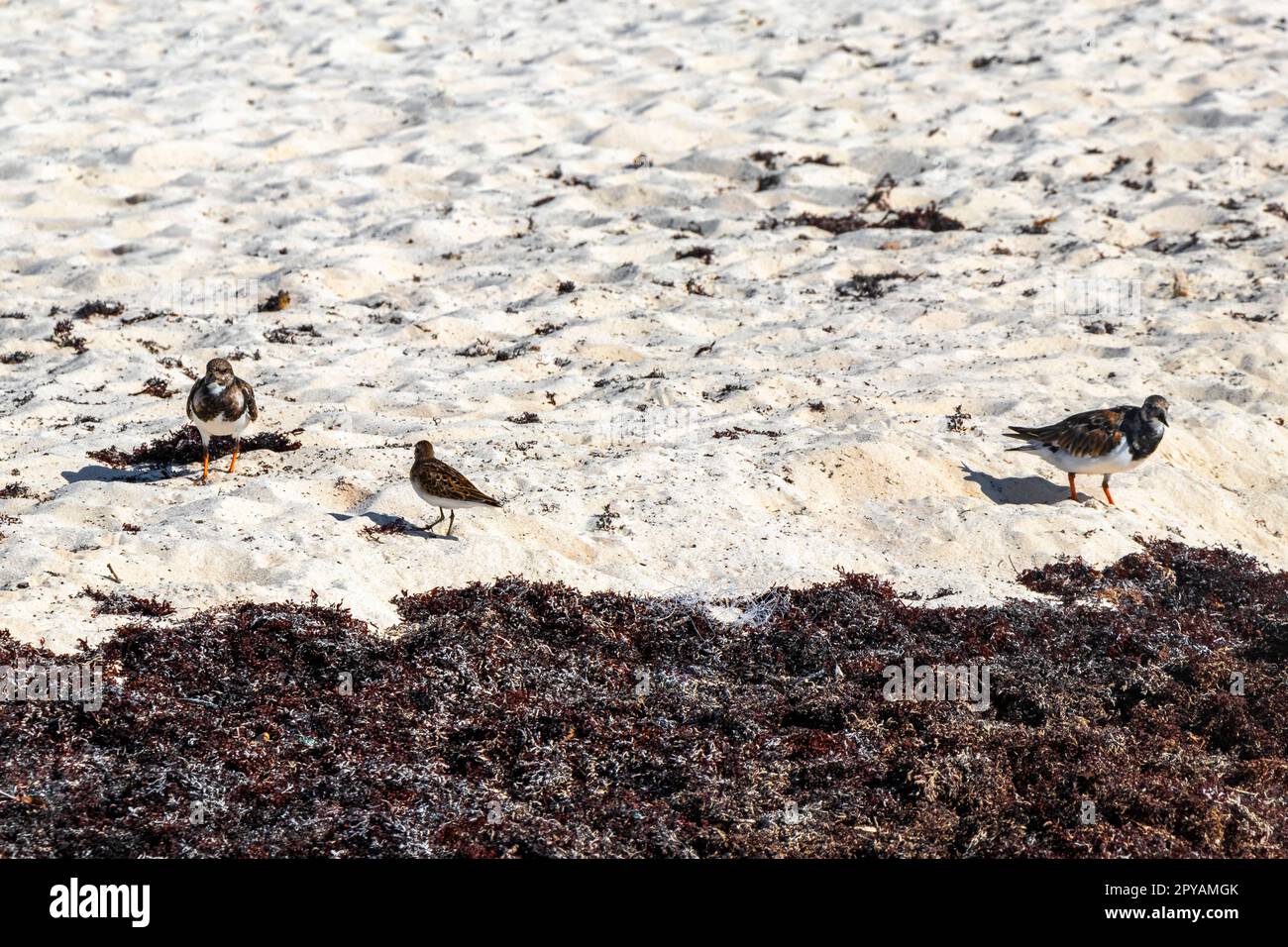 Sandpiper snipe sandpipers bird birds eating sargazo on beach Mexico ...
