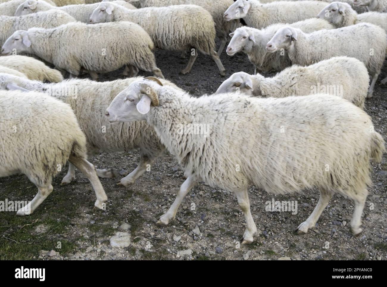 Beautiful flock sheep grazing hi-res stock photography and images - Alamy