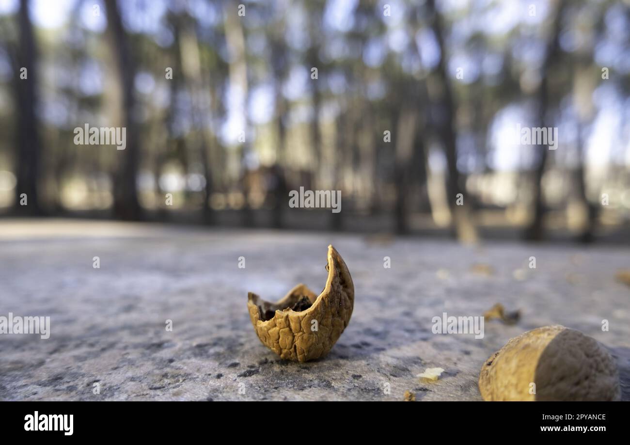 Walnut shells in the forest Stock Photo - Alamy