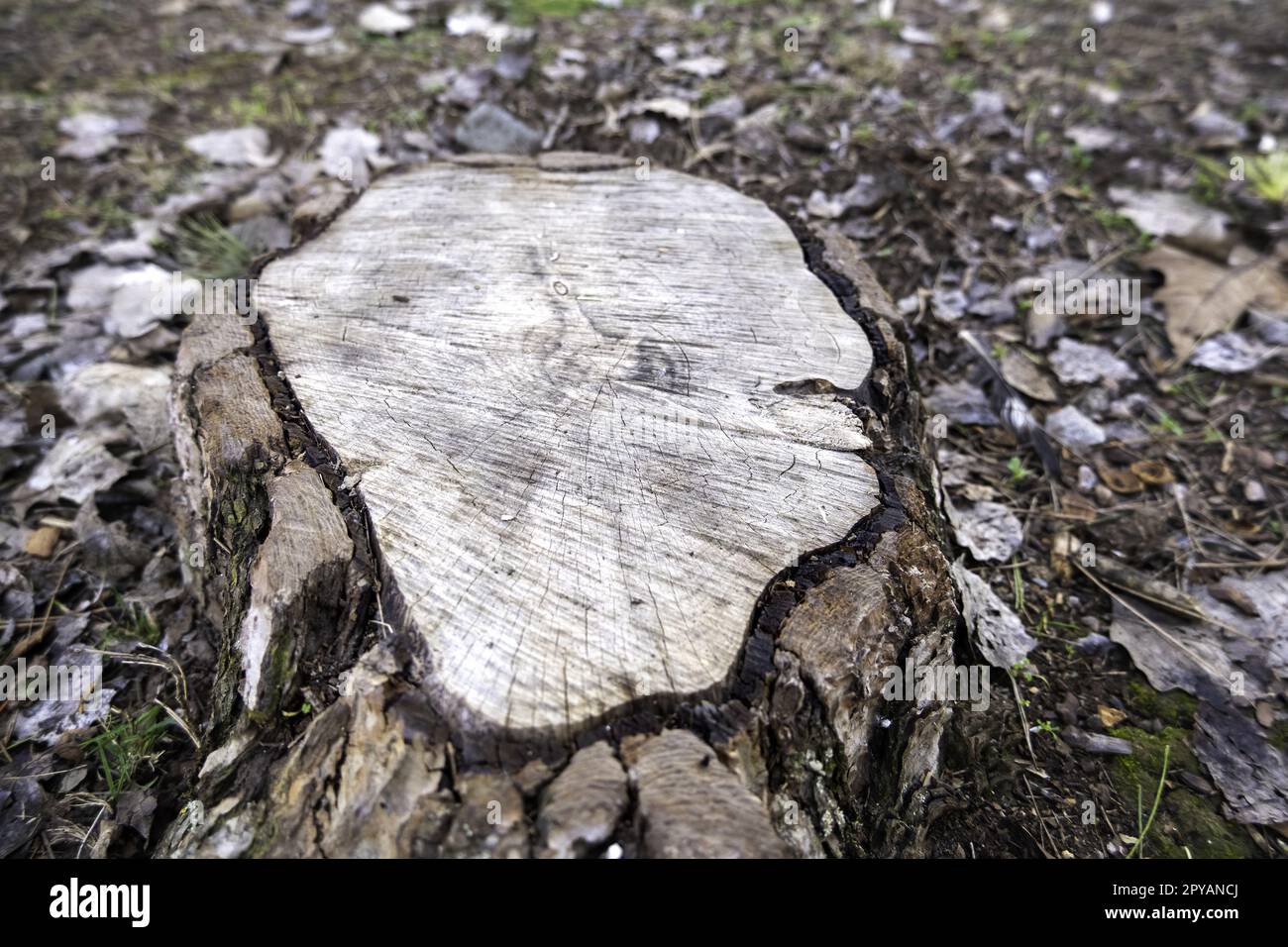 Tree trunk detail hi-res stock photography and images - Alamy