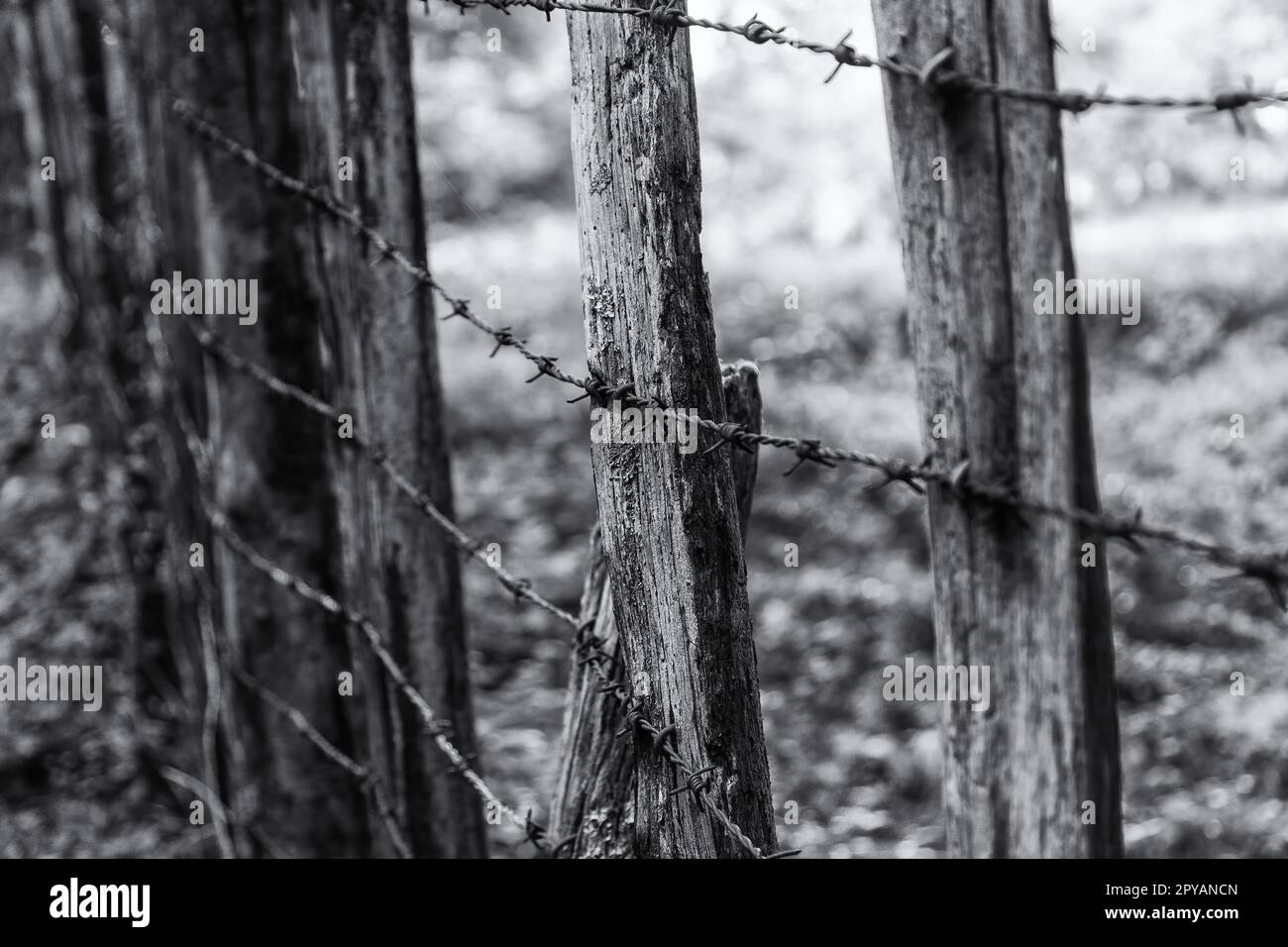 Barbed wire and tree hi-res stock photography and images - Alamy