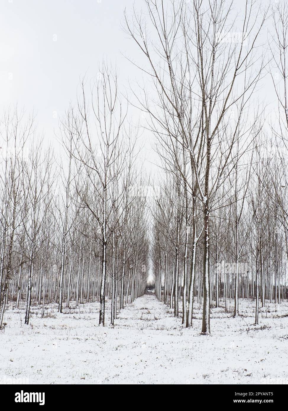 Hygrophyte hi-res stock photography and images - Alamy