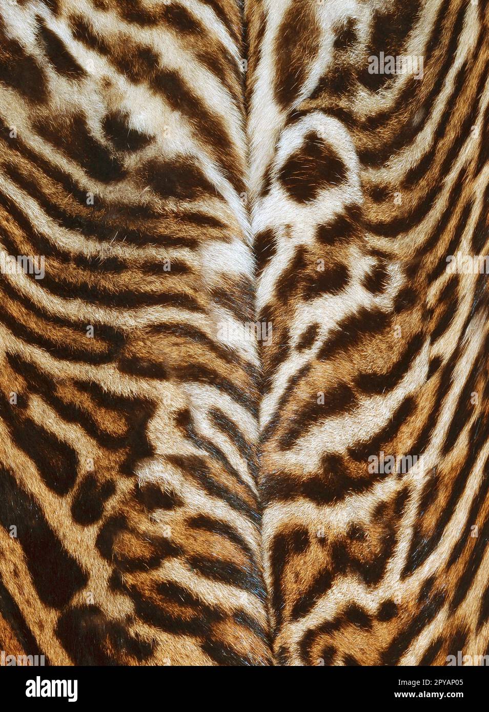 Ocelot fur background texture closeup Stock Photo - Alamy