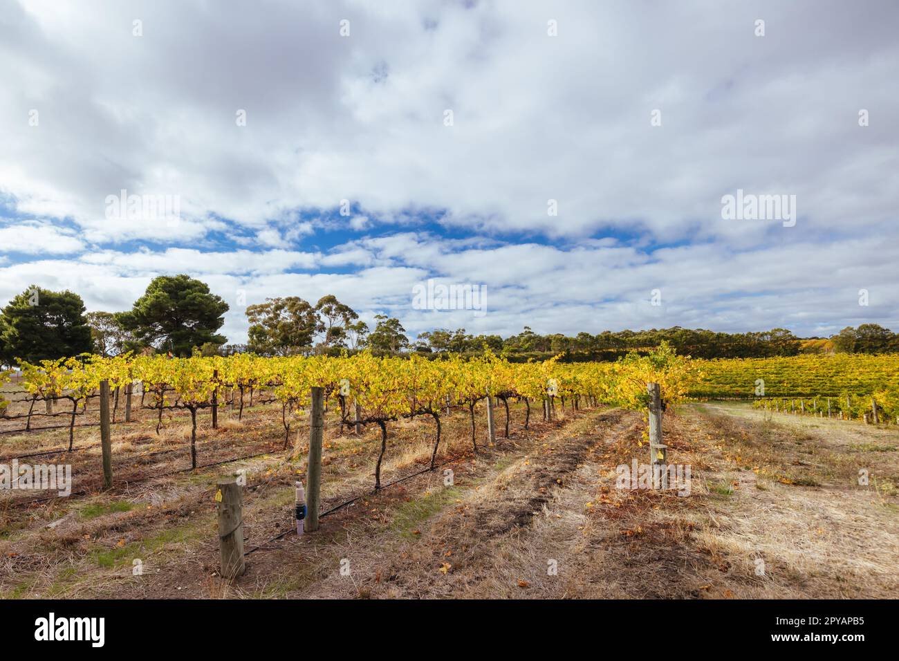 Mclaren Vale Wine Region Landscape in Australia Stock Photo - Alamy