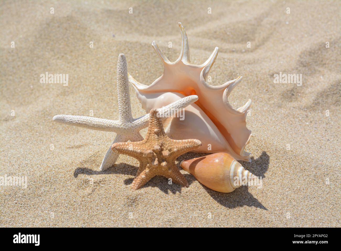 Beautiful starfishes and sea shells on sandy beach Stock Photo - Alamy