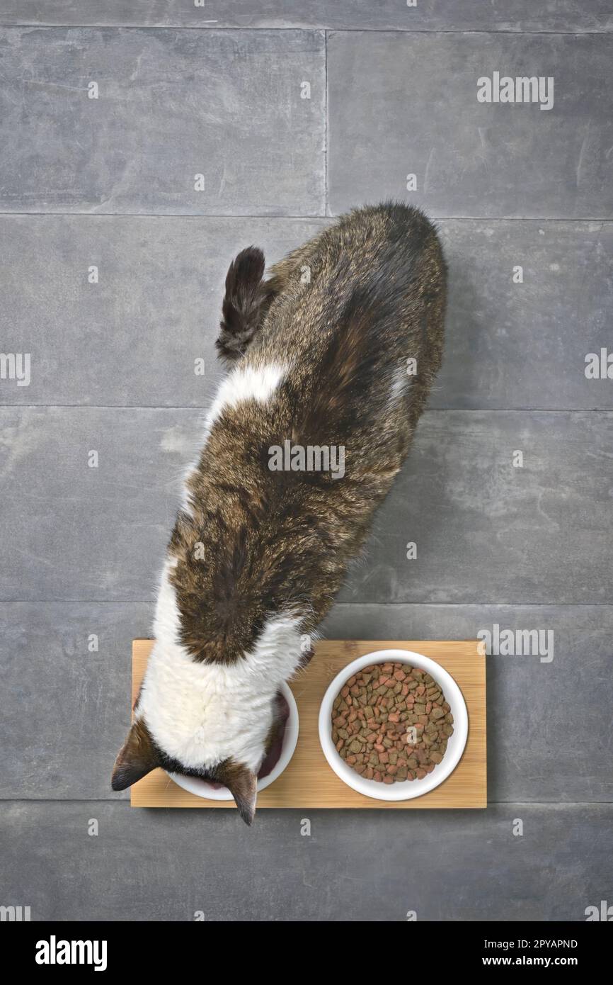 Tabby cat eating food from a double food bowl, seen directly from above ...