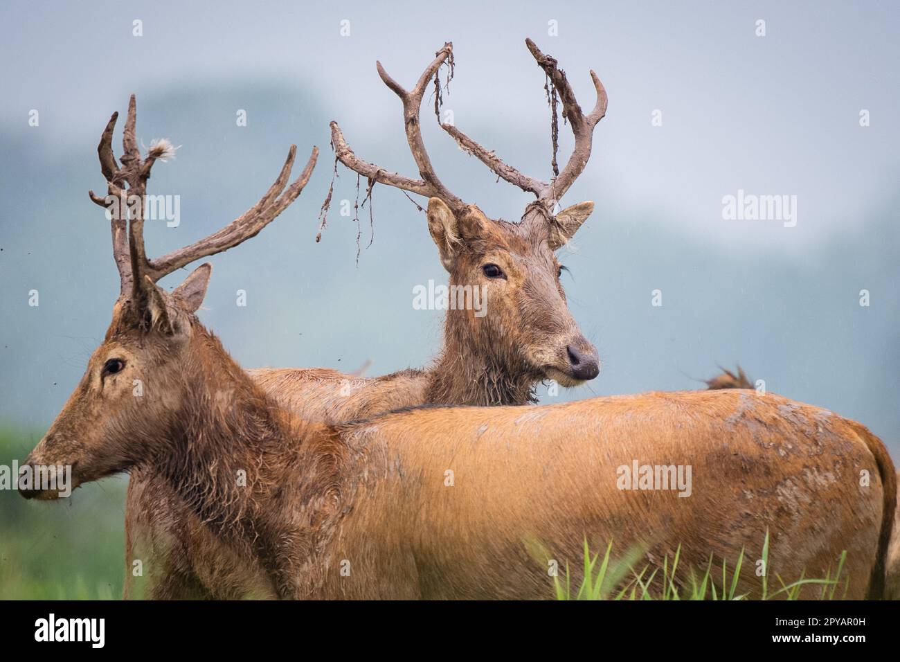 China hubei shishou milu hi-res stock photography and images - Alamy