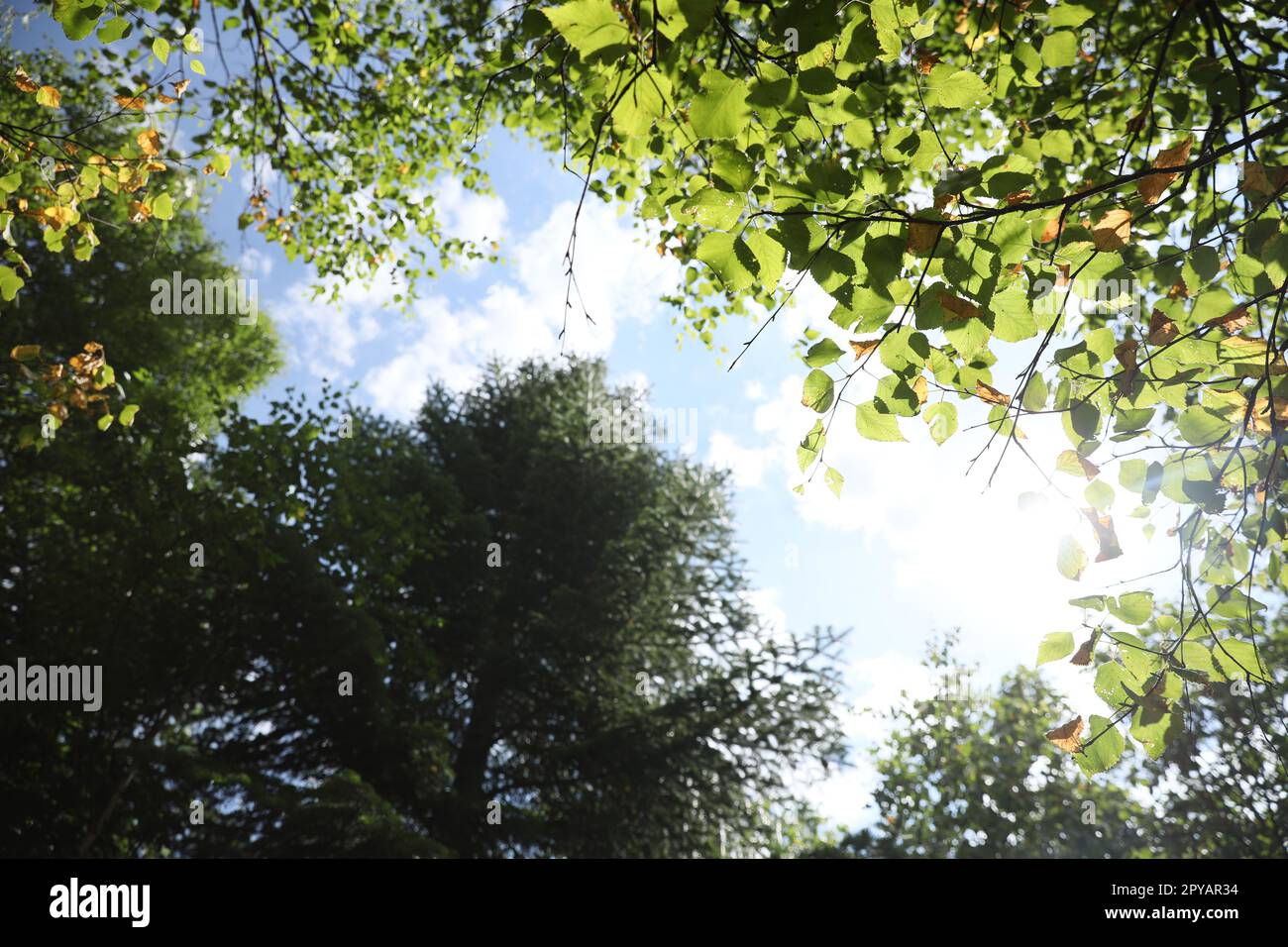 Beautiful trees growing under cloudy sky, bottom view Stock Photo - Alamy