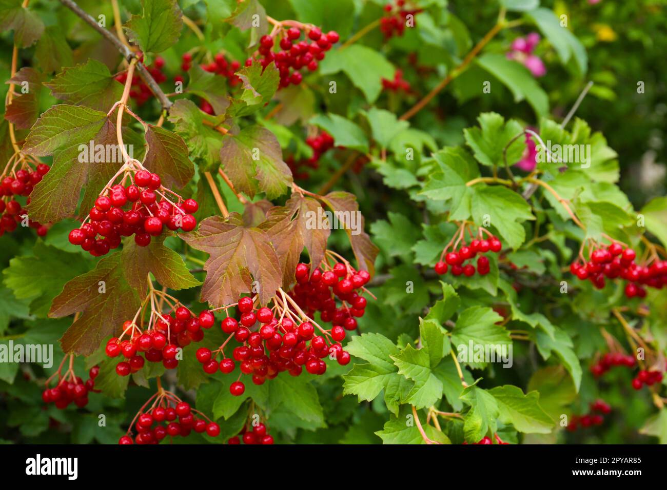 Beautiful Viburnum shrub with bright berries growing outdoors, space ...