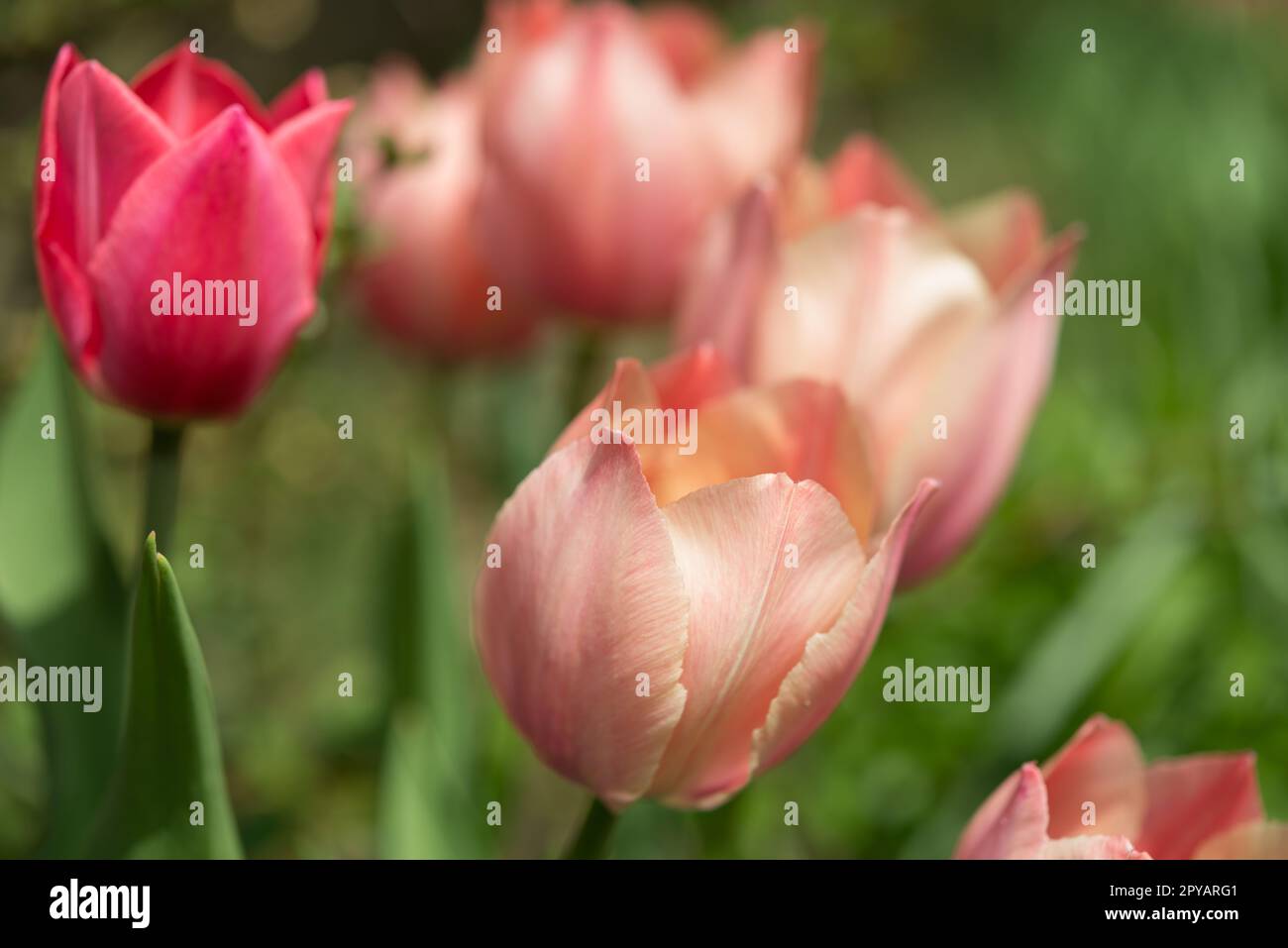 Spring extravaganza hi-res stock photography and images - Alamy