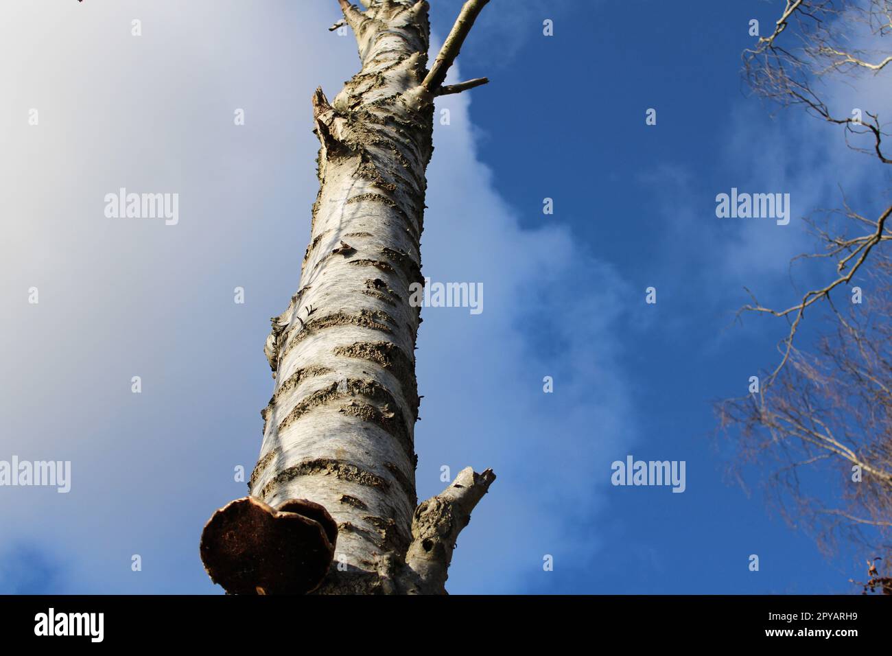 A birch tree with mushrooms growing on its trunk and branches Stock ...