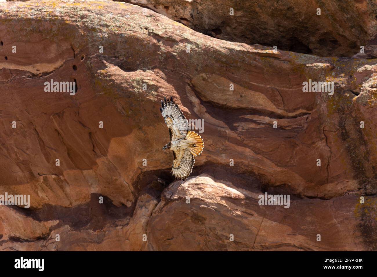 A majestic Red-tailed Hawk is captured in mid-flight with its wings ...