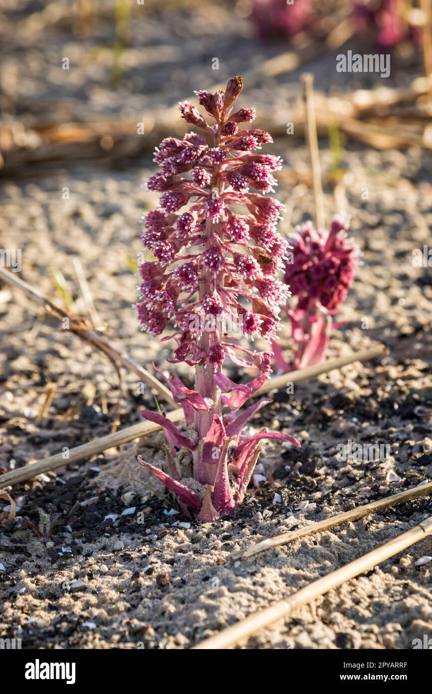 Butterbur plant - Petasites hybridus - on a beach in northern Germany ...