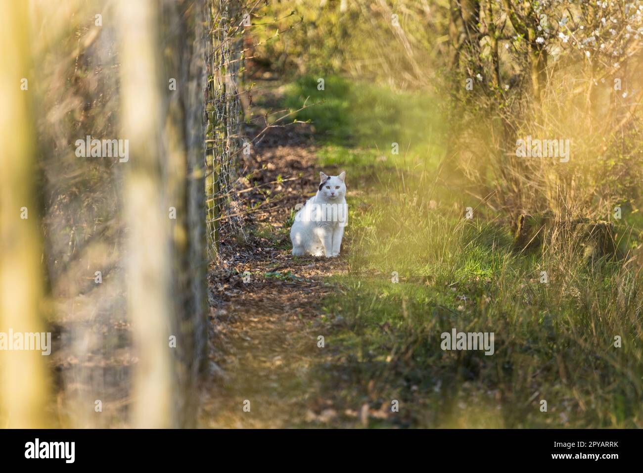 Cute selective focus hi-res stock photography and images - Alamy