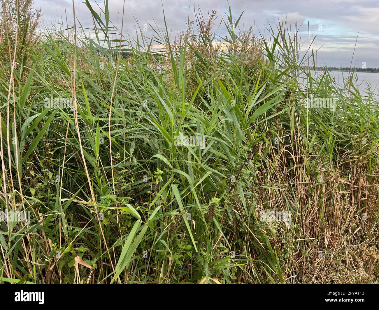 Picturesque view of river reeds and cloudy sky Stock Photo - Alamy