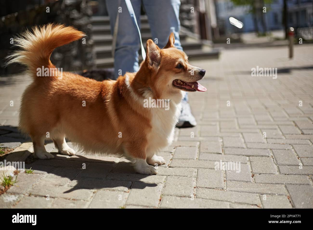 Cute brown corgi dog walking on a leash in the city. Adorable young ...