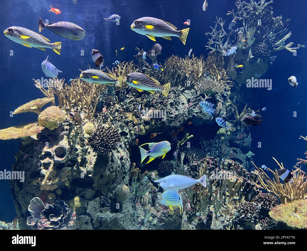 Oceanarium many different species fish hi-res stock photography and ...