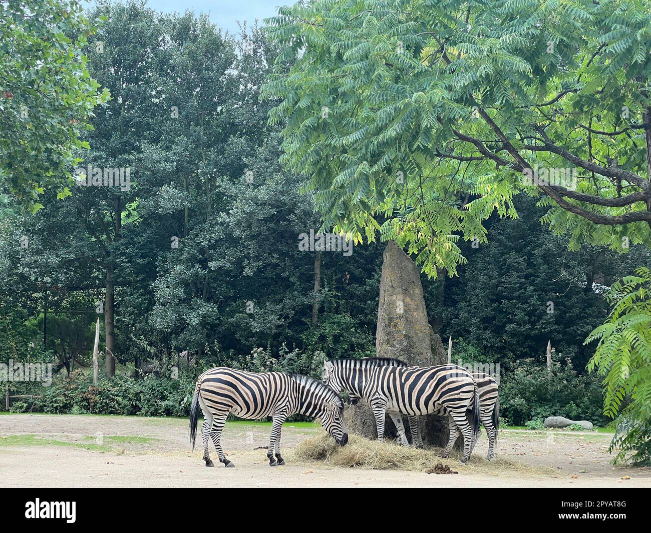 Beautiful striped African zebras in zoo enclosure Stock Photo - Alamy