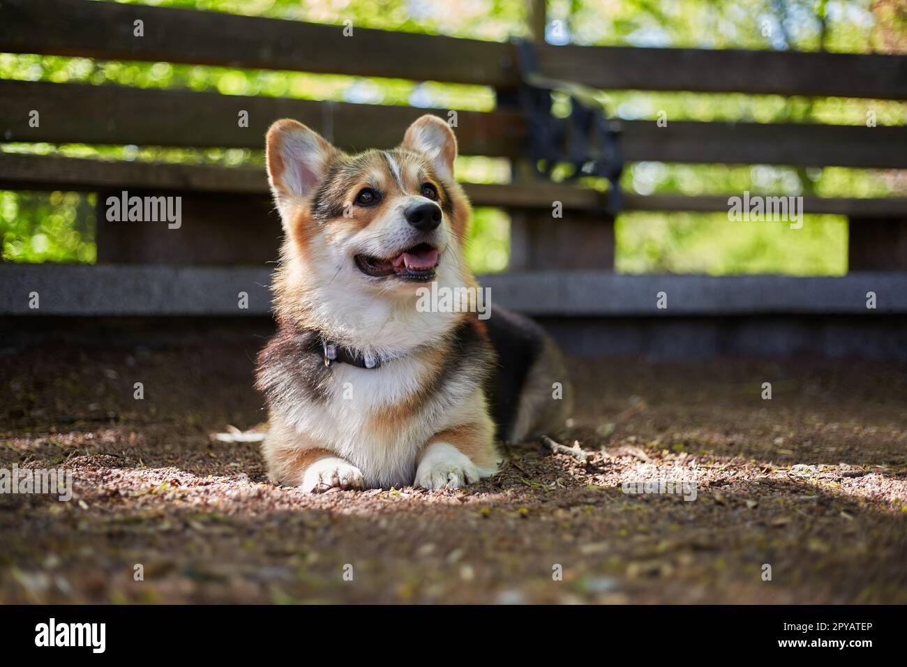 Cute young corgi puppy lying on the ground in a park. Portrait of a ...