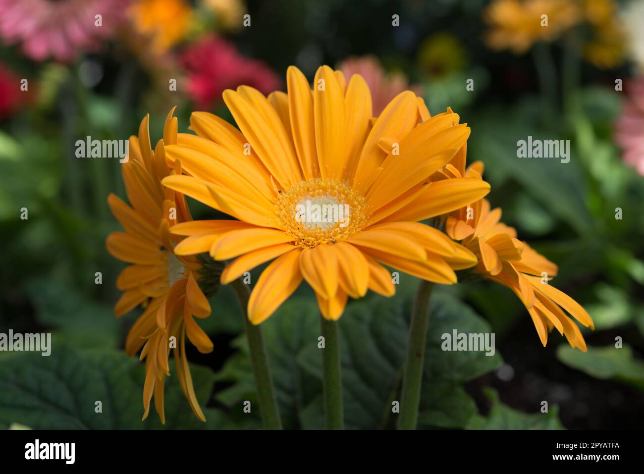 Bathed in soft light, these yellow gerber daisies shine brightly among ...