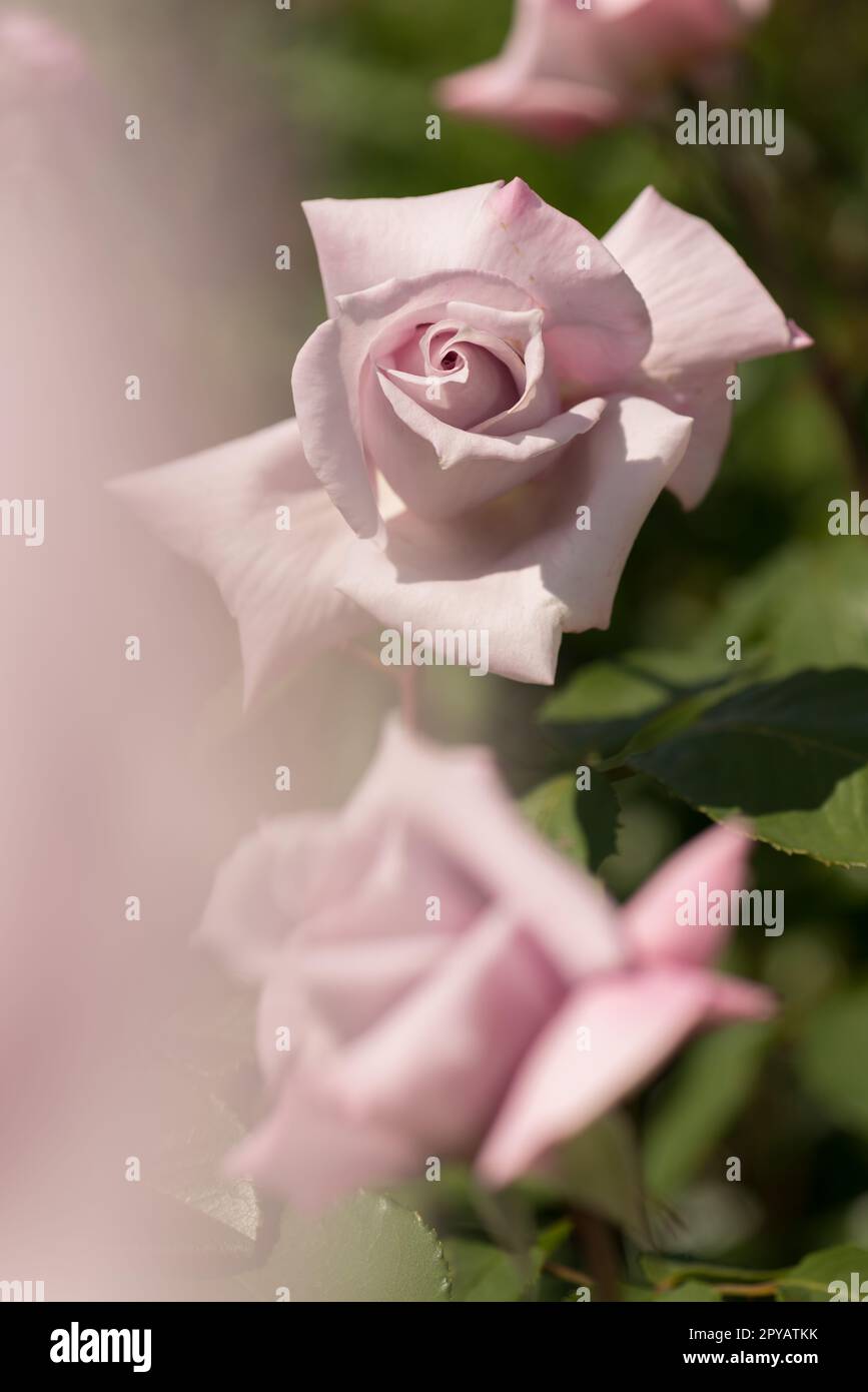 Mauve roses in the afternoon light: a dreamy haze Stock Photo - Alamy