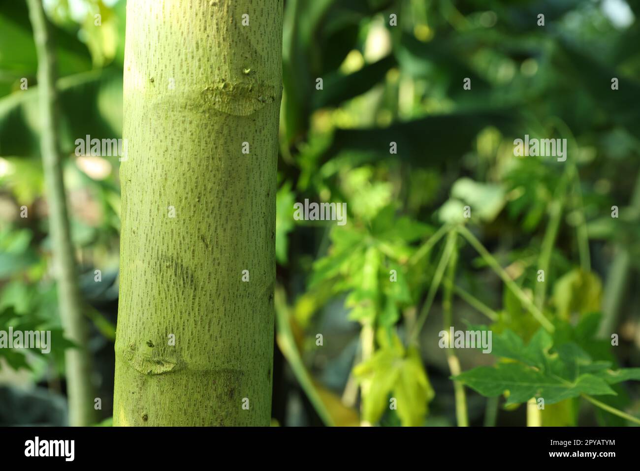 Green trunk of banana tree growing outdoors, closeup. Space for text ...
