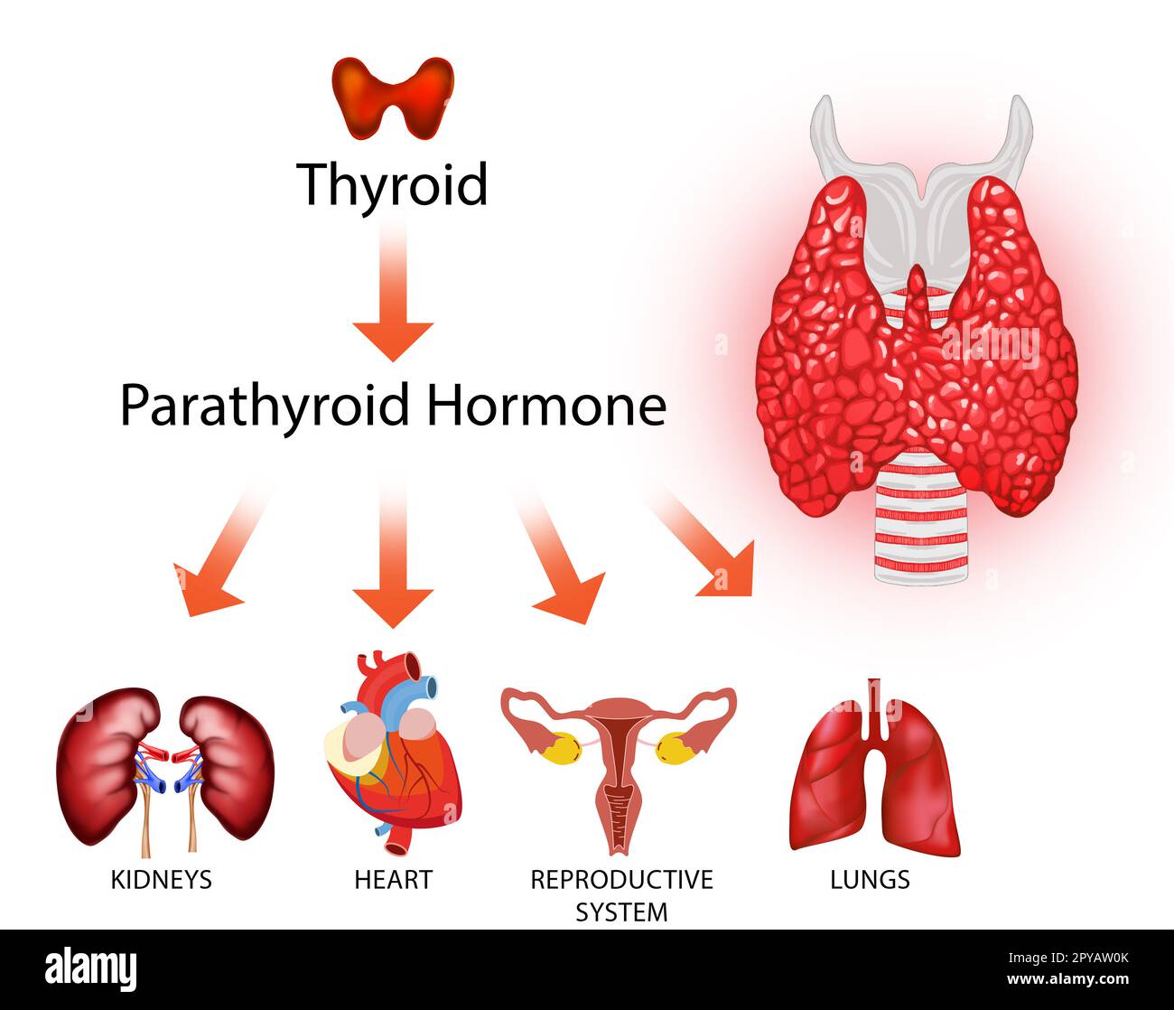 Parathyroid Gland Cadaver