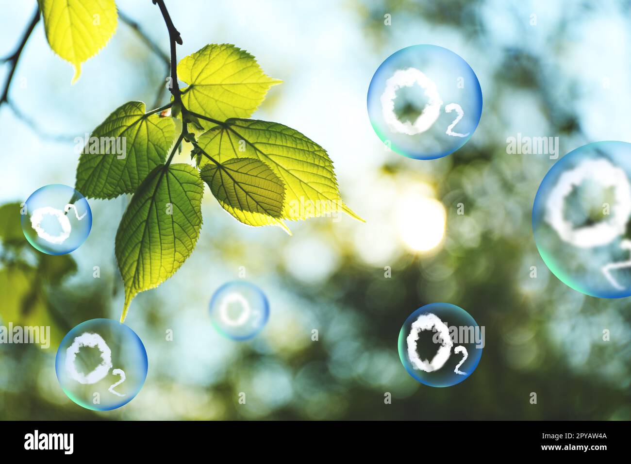 O2 molecules in bubbles and tree branch with green leaves on sunny day ...