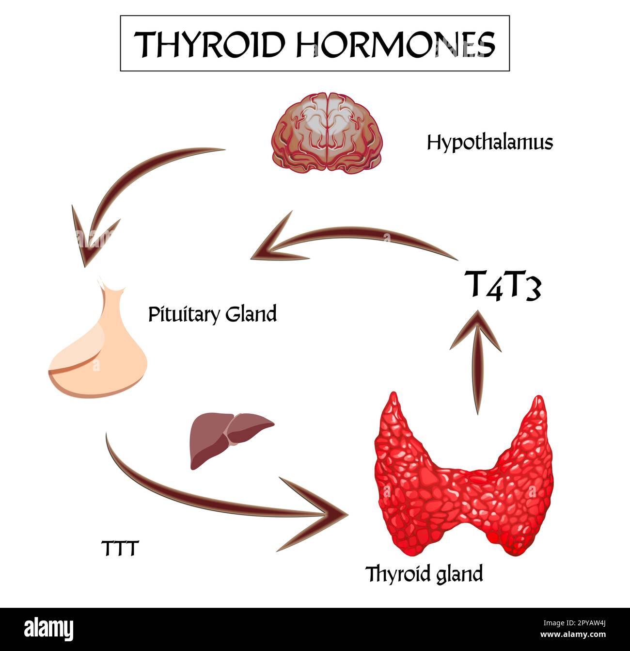 Medical poster with thyroid hormones image on white background Stock ...